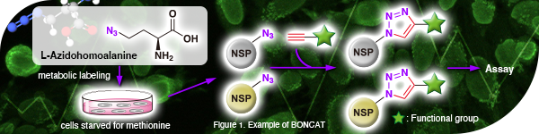 Bio-Orthogonal Non-Canonical Amino Acid Tagging (BONCAT) Related Reagents
