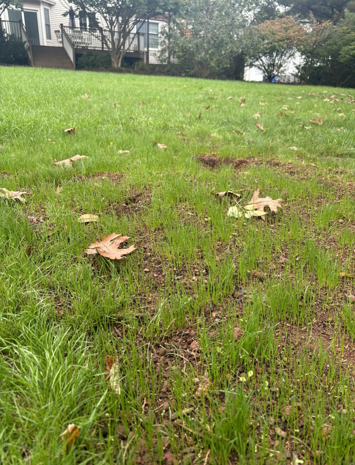 Core Aeration, Seeding Services and Lawn Reseeding in Skillman, NJ - Green Valley Lawn Care