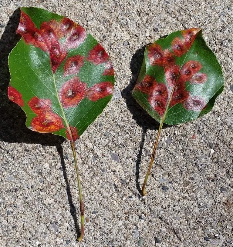 Resource Center - Pear Trellis Rust - Owen Tree Service