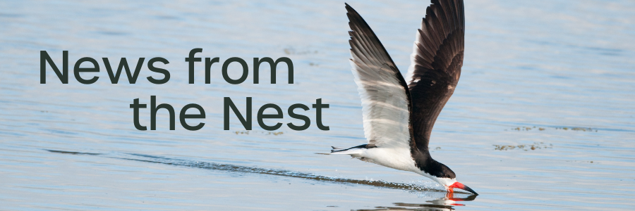 News from the Nest: Spectacular Rufa red knots - Coastal Conservation ...