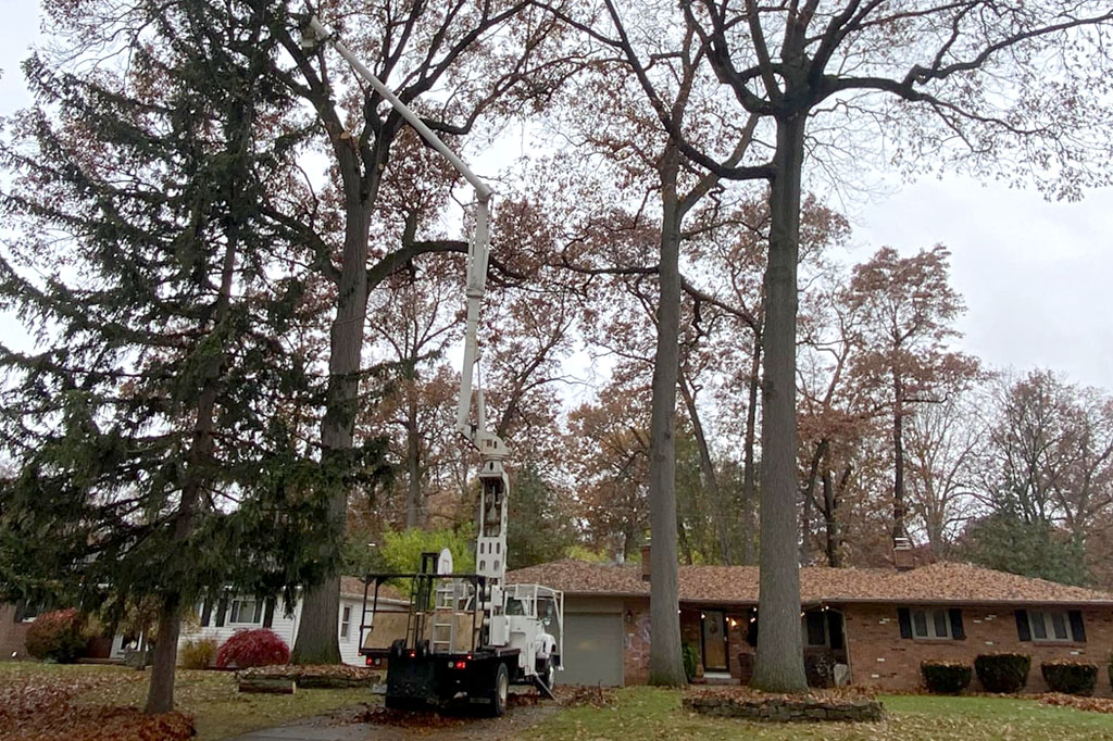 Residential Tree Services in Toledo, OH | Expert Tree Care & Removal ...