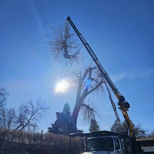 Tree Removal Services by Limb Walkers Tree Service - Limb Walkers Tree ...