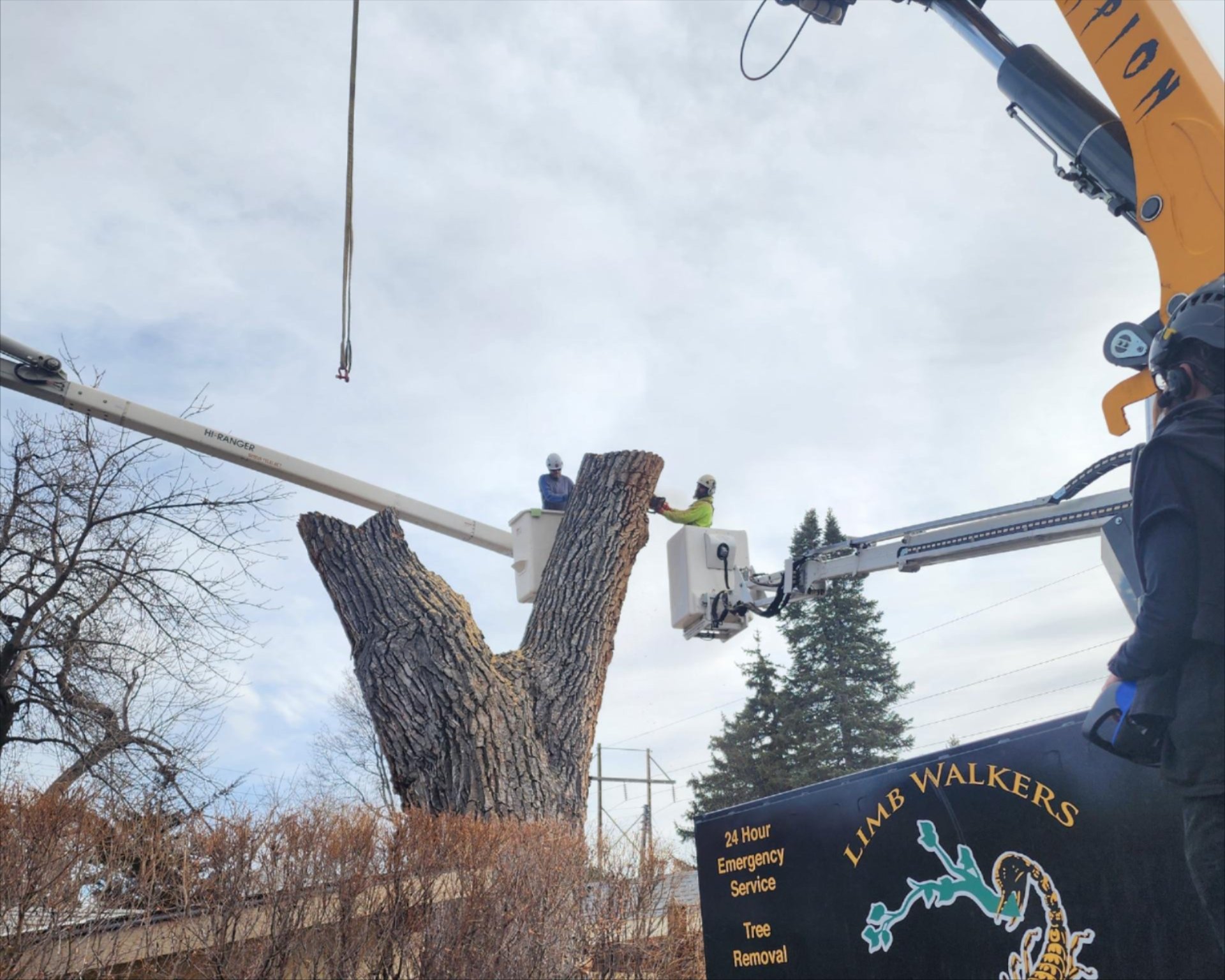 Tree Removal Services by Limb Walkers Tree Service - Limb Walkers Tree ...