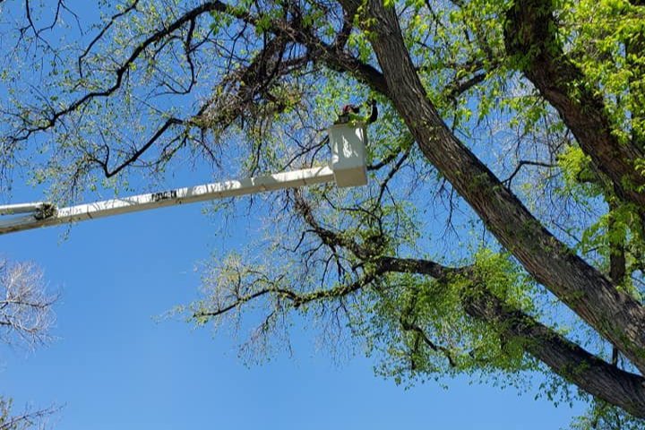 Tree Trimming Services by Limb Walkers Tree Service - Limb Walkers Tree ...