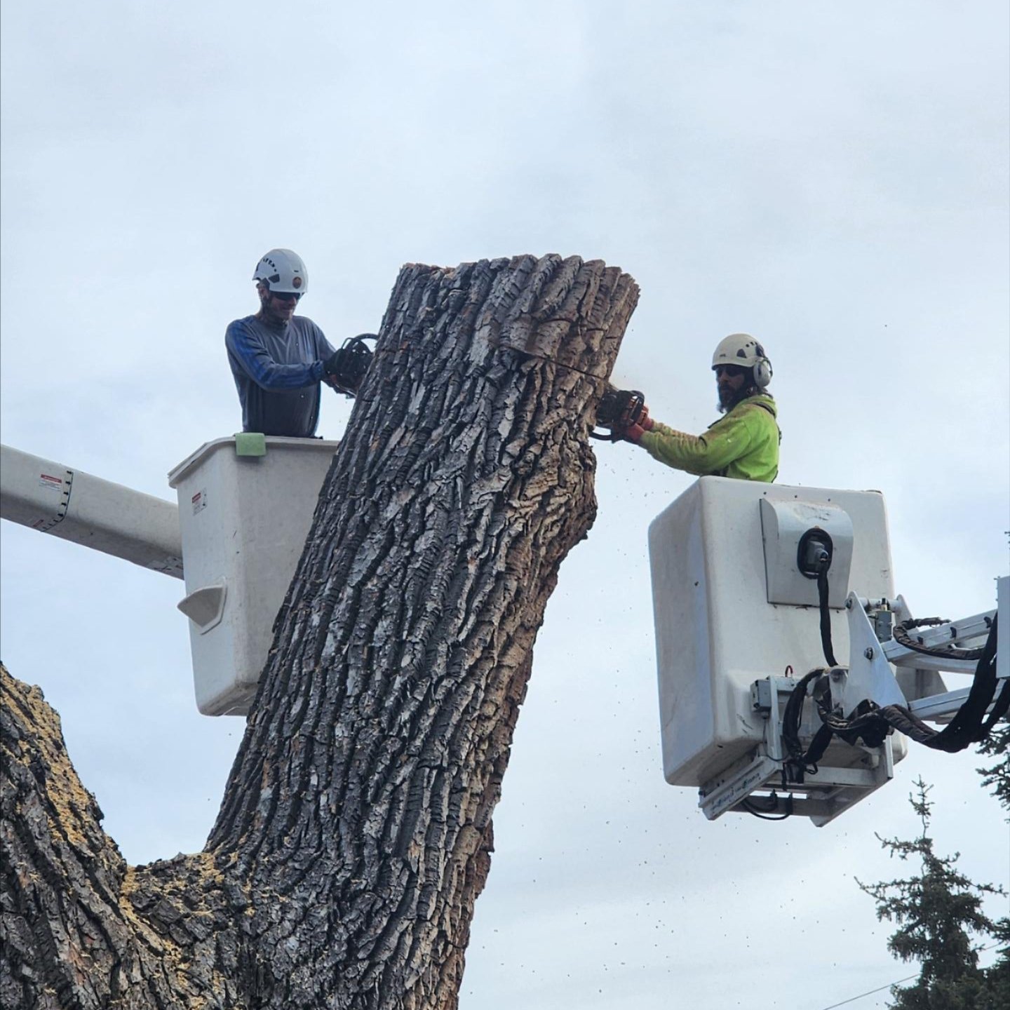 Tree Removal Services by Limb Walkers Tree Service - Limb Walkers Tree ...