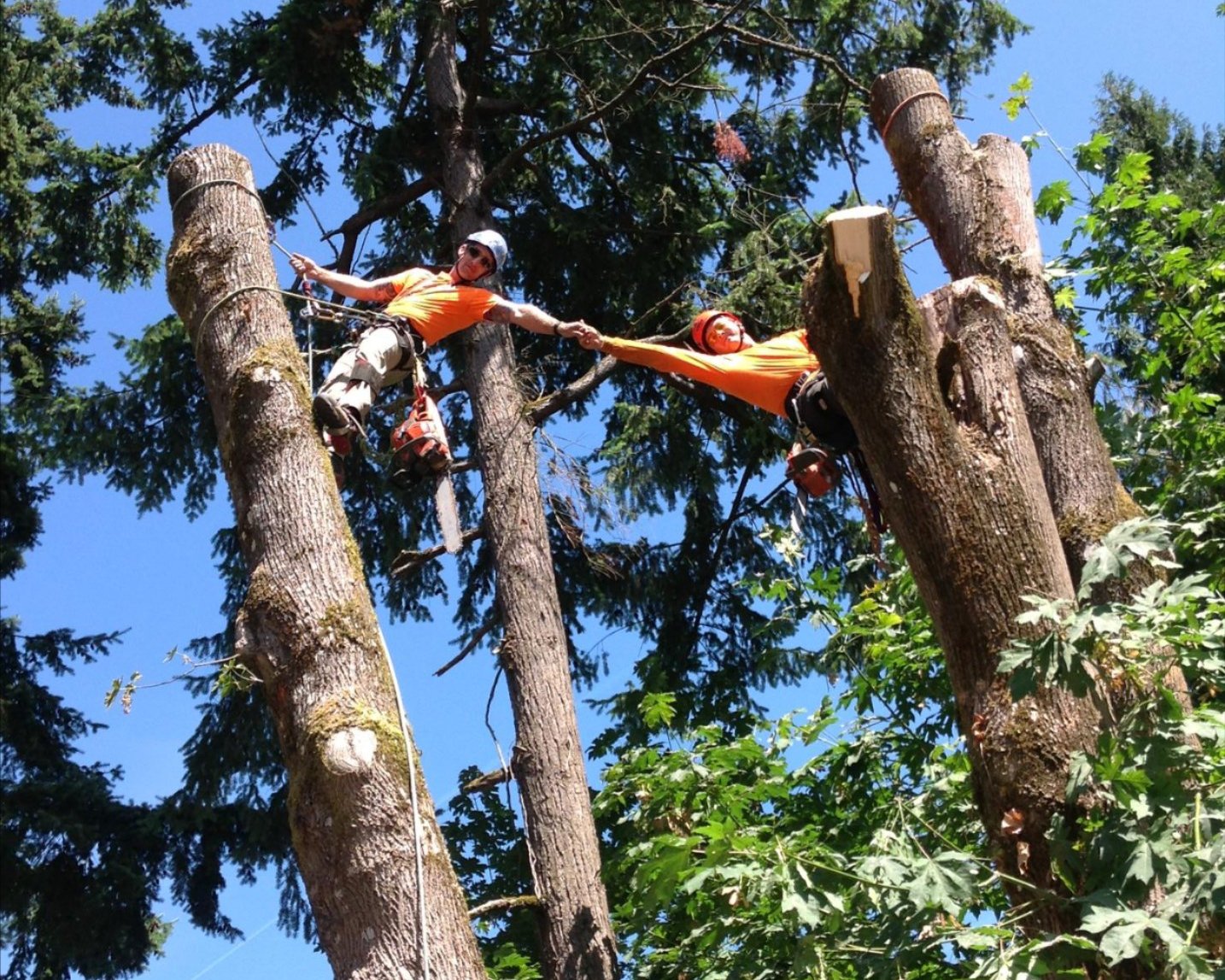 Tree Removal & Stump Grinding Services in Portland, OR | Expert Care ...