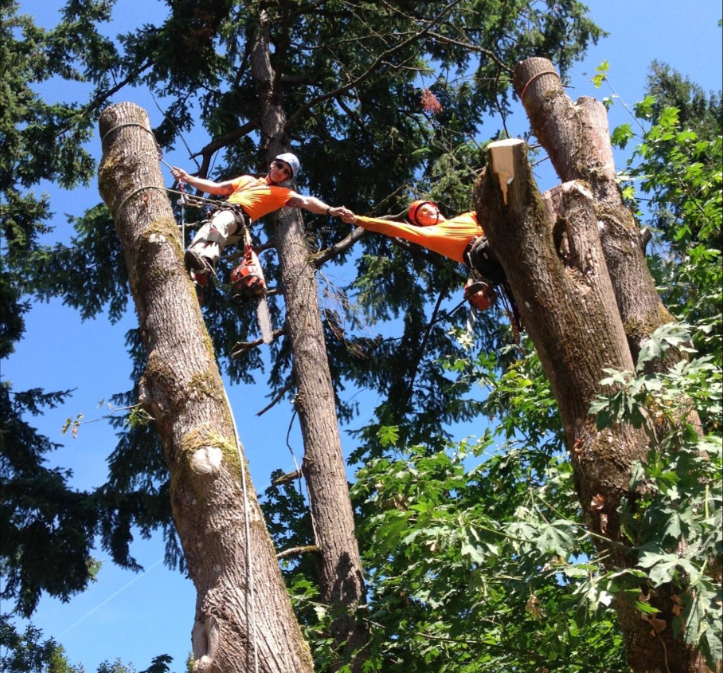 About Tillis Tree Care | Holistic Tree Experts in Portland, OR - Tillis ...