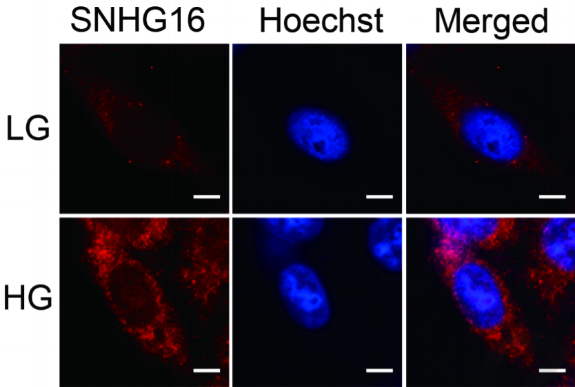[Neuromics] NEW! 새로운 Cell type들을 확인해 보세요! > BRIC