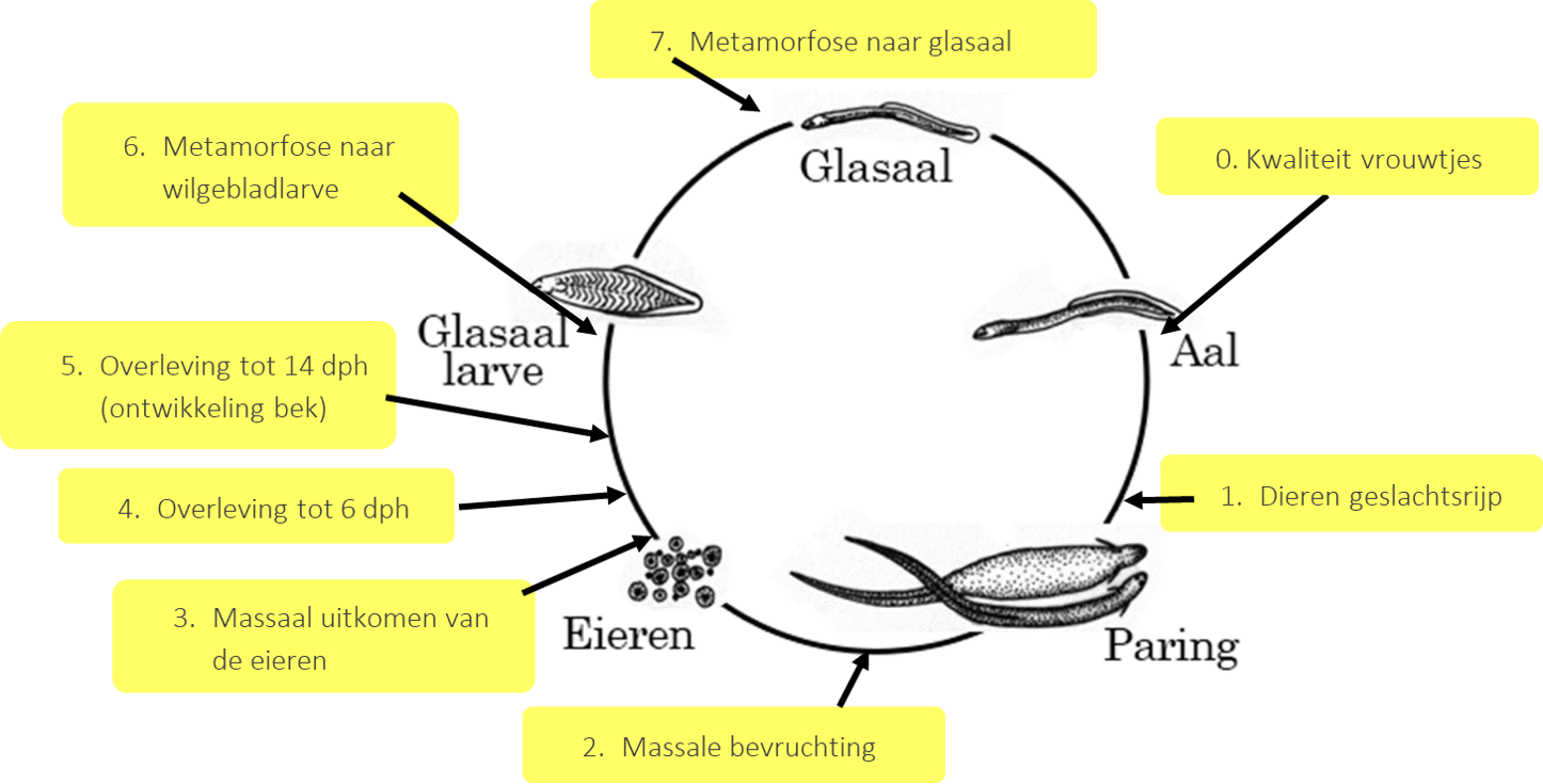 De 8 mijlpalen van Glasaal Volendam De 8 mijlpalen van Glasaal Volendam