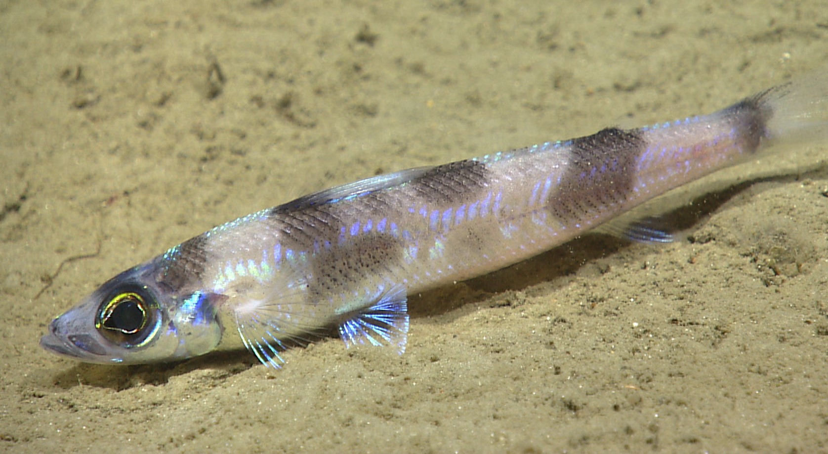 J Passport: Authentic Japanese Experience in Singapore