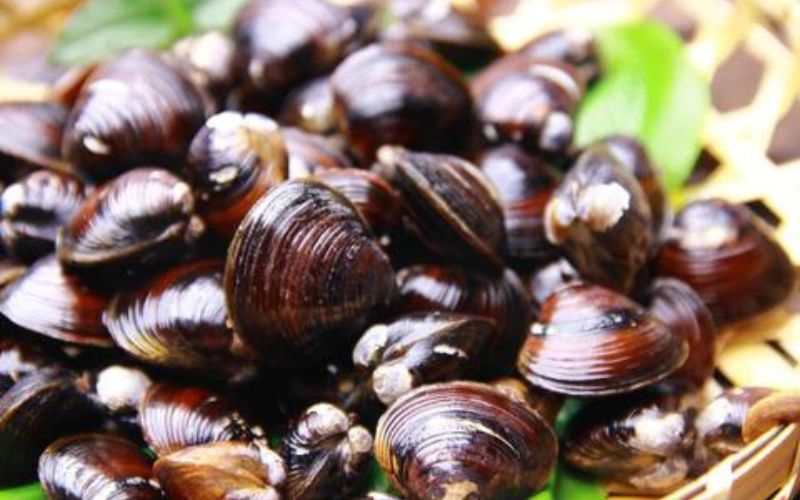 Shijimi clams, what makes it so beloved? – J Passport Selection