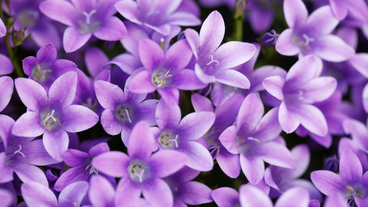 12 Fleurs du Mois de Naissance et Leur Signification · LeFleuriste.com™