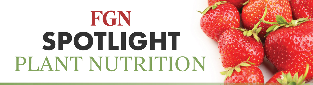 Innovative solutions for strawberry growers