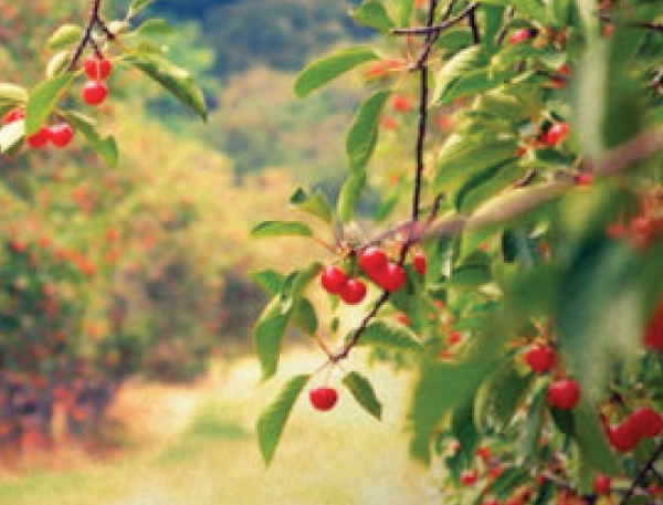 Michigan tart cherry volumes return after two years