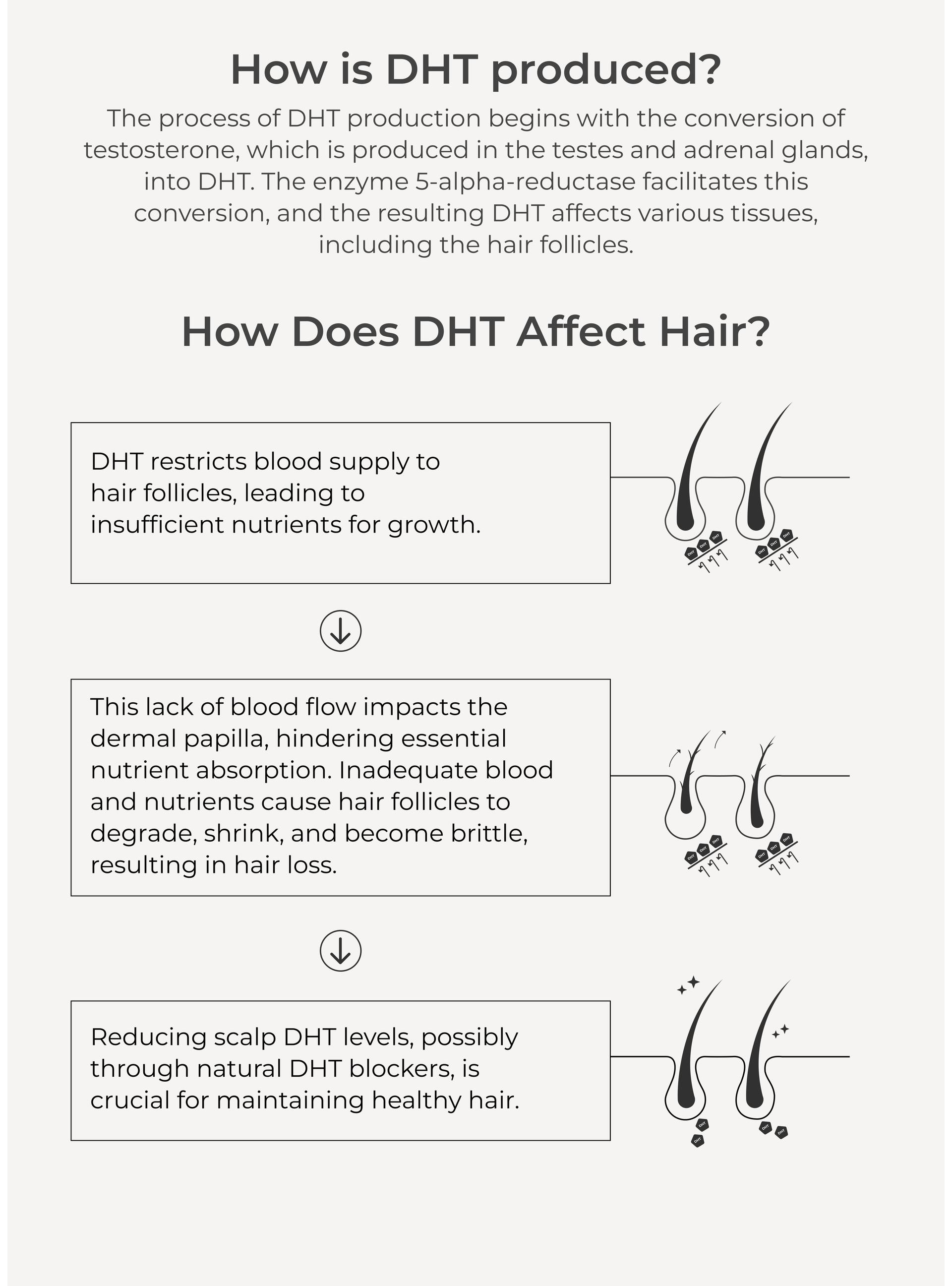 The Role of DHT in Hair Loss - DS Laboratories