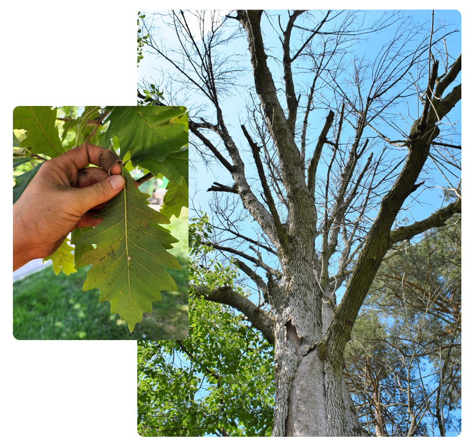 Champion Tree & Plant Health Care